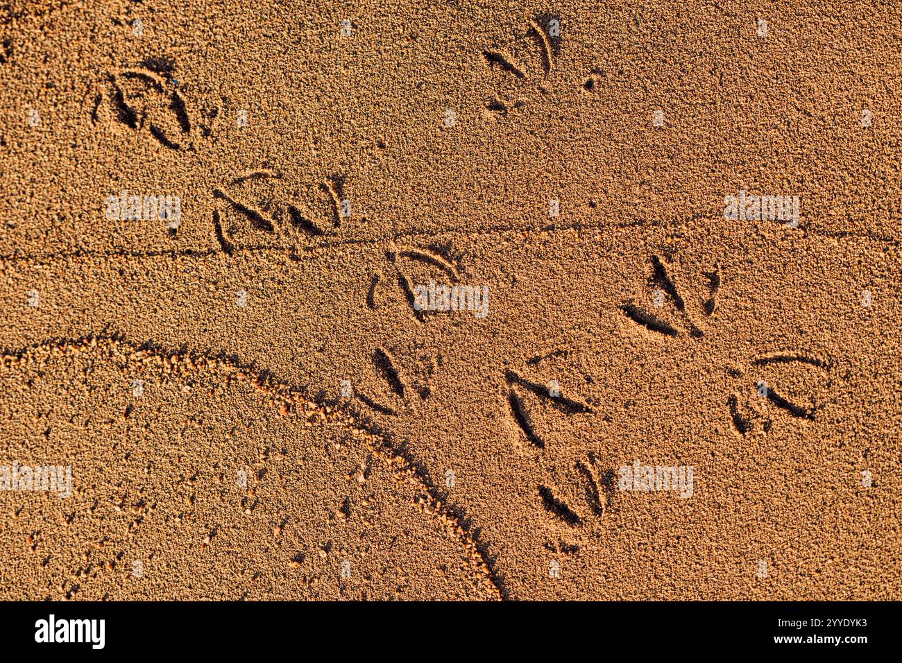 Bird footprints are creating beautiful patterns on golden sand ...