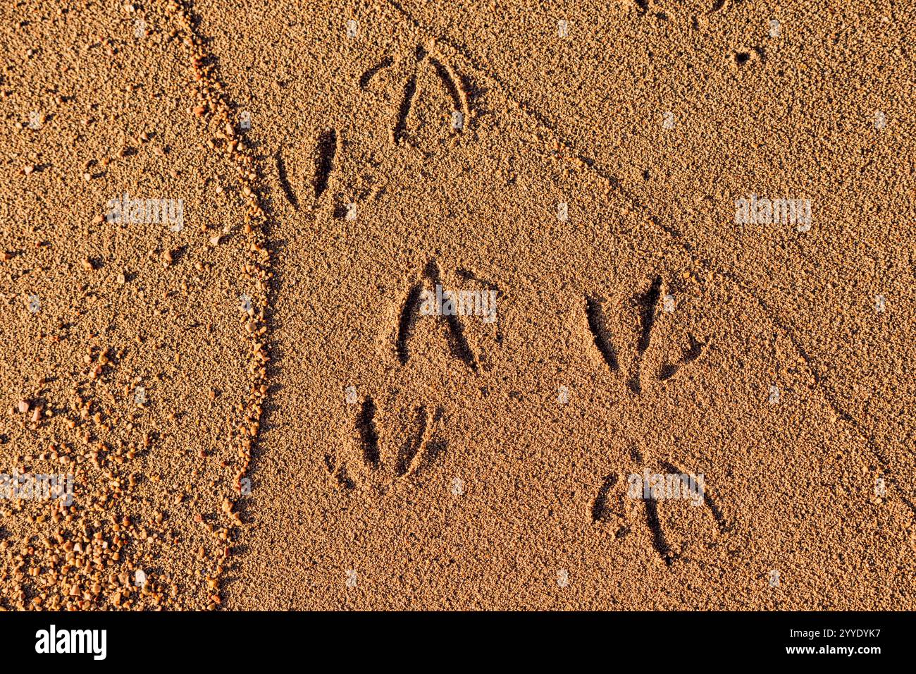 Bird footprints are creating beautiful patterns on golden sand ...