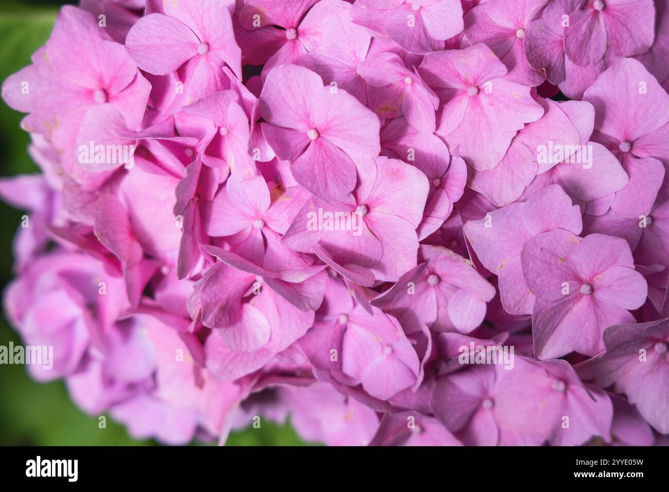 The vibrant pink hydrangea flowers display their natural beauty and ...