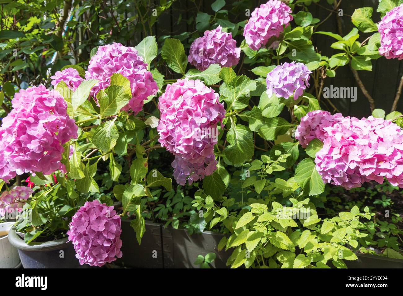 A breathtaking and stunning display of beautiful pink hydrangeas ...