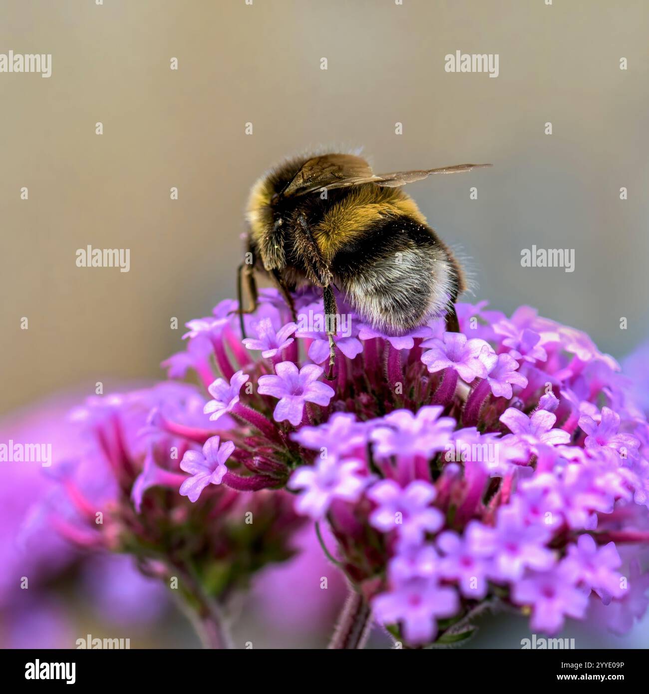 Bumblebee bumble bee feeding hi-res stock photography and images - Alamy