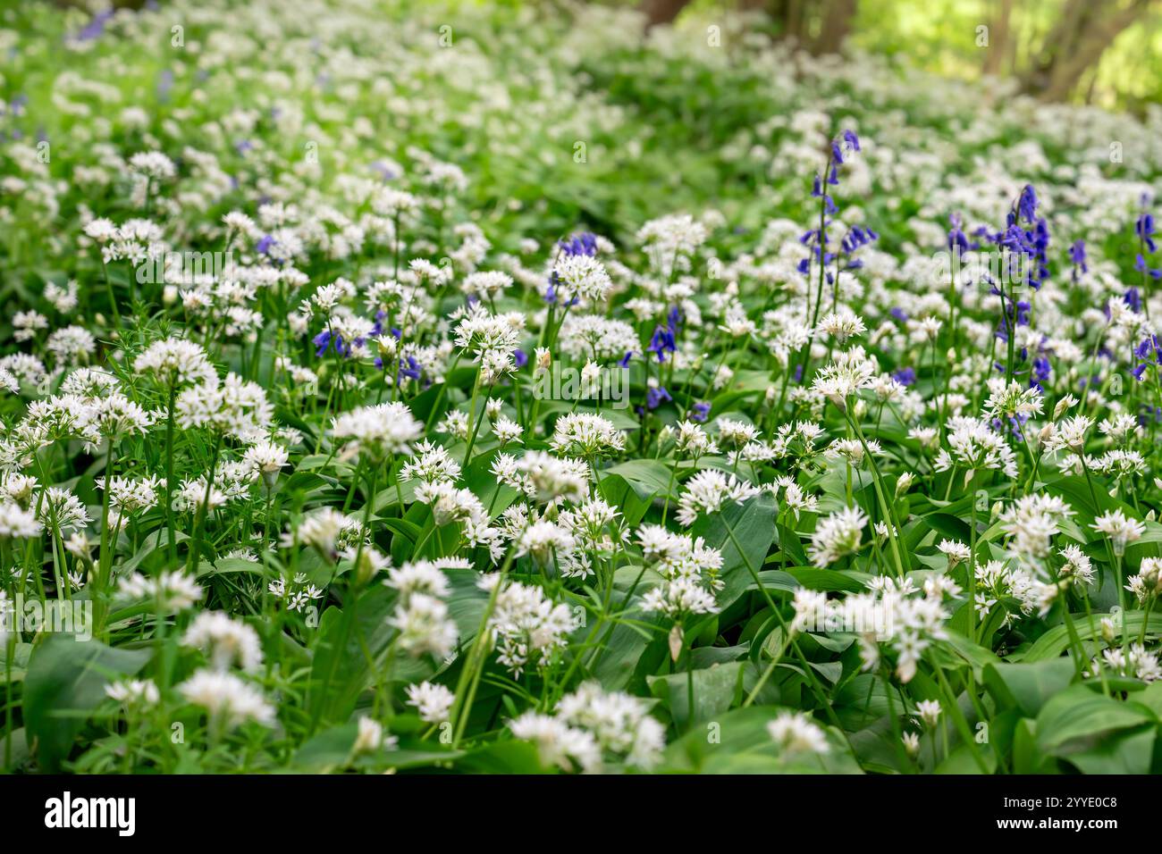 Wild Garlic Flowers growing on hillside near Priors Wood, Portbury ...