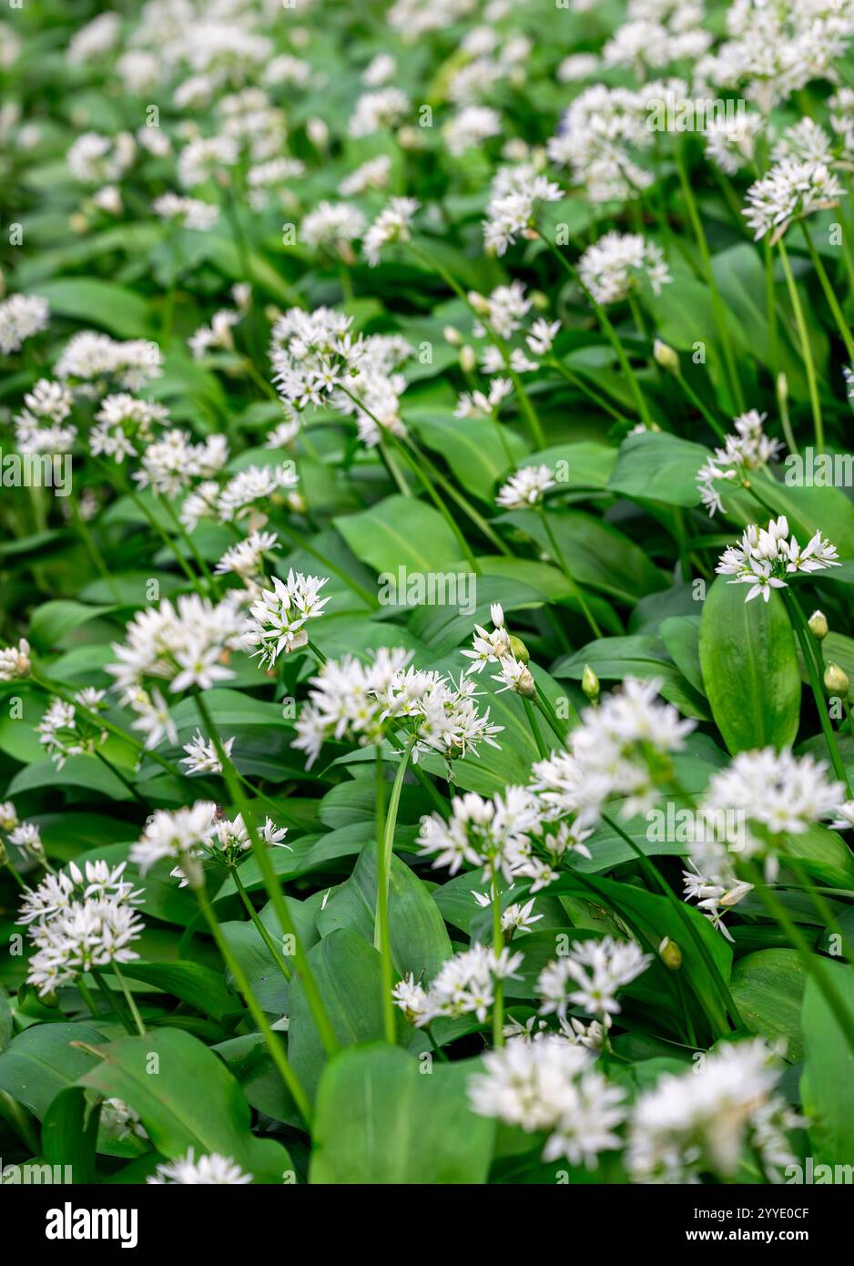 Beautiful flowers of Wild Garlic growing near Prior woods, Portbury ...