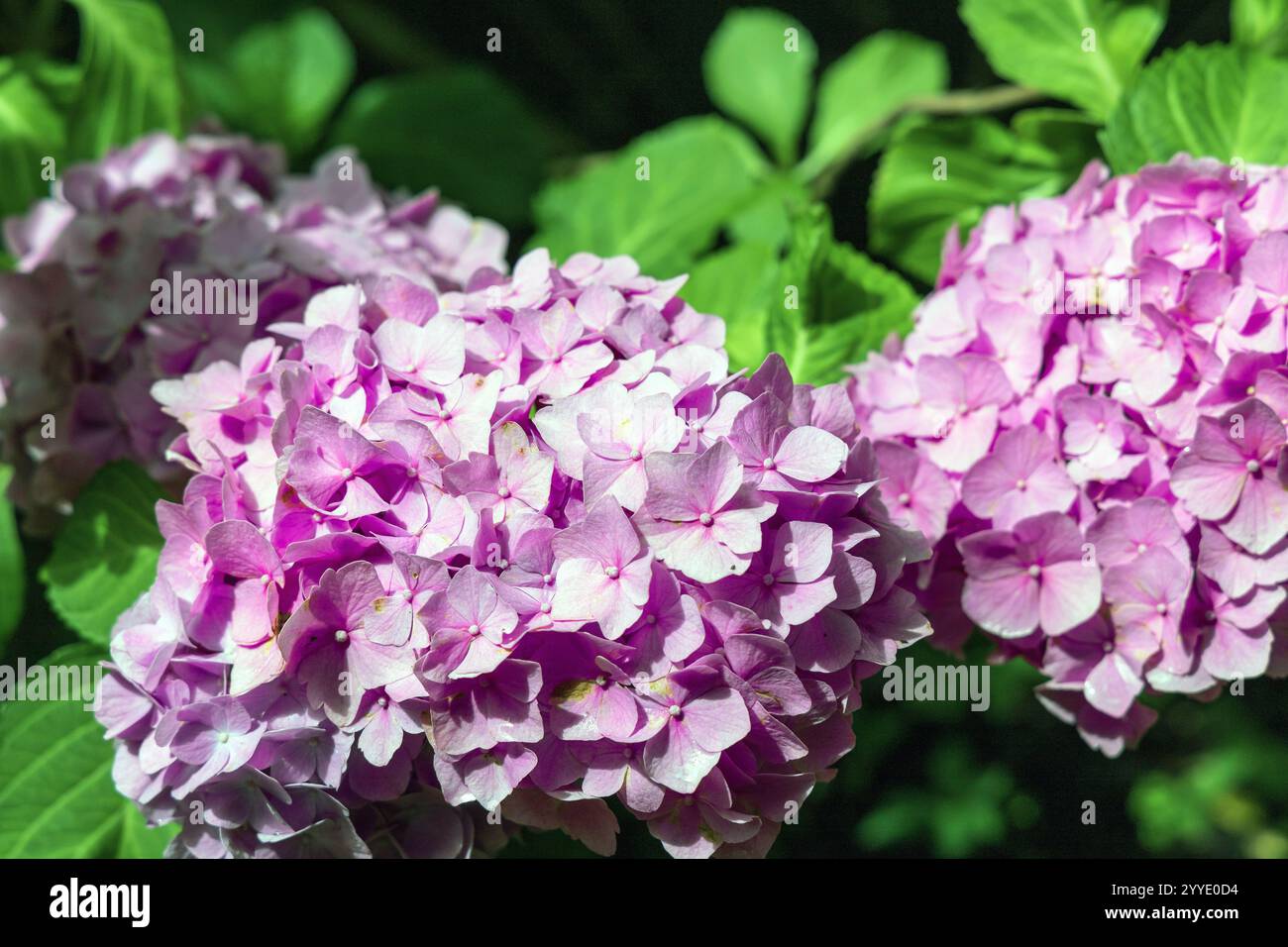 The stunningly beautiful pink hydrangea flowers showcase a variety of ...