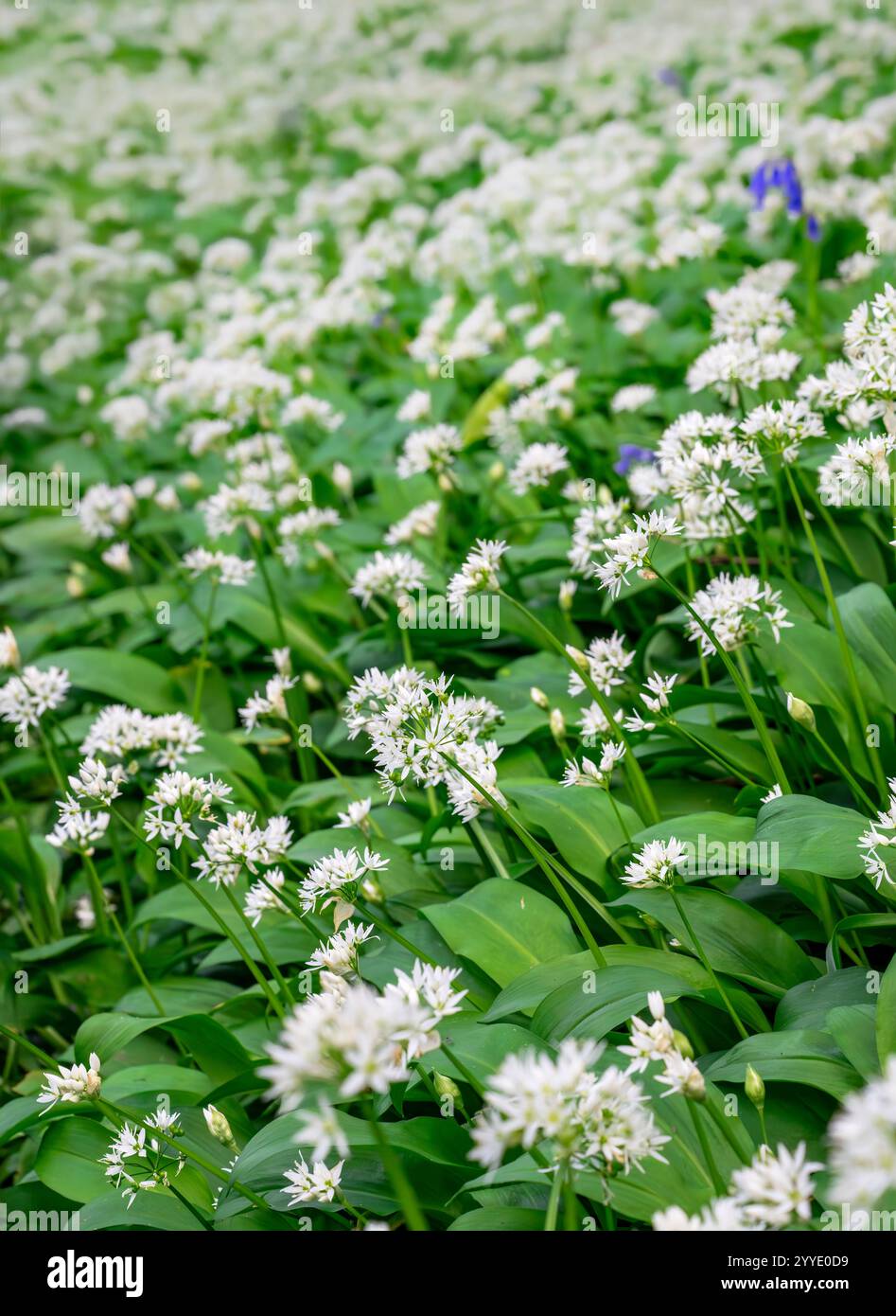 Flowering Wild Garlic plants growing on hillside near Priors Wood ...