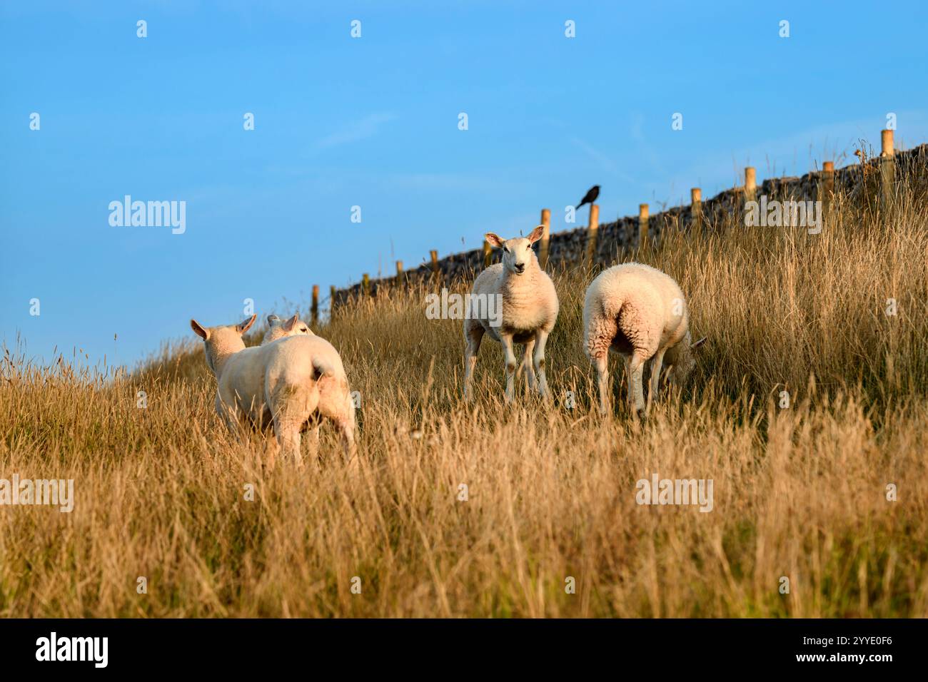 Sheep Grazing on the Mendip hills in Somerset at DeerLeap on a sunlit ...