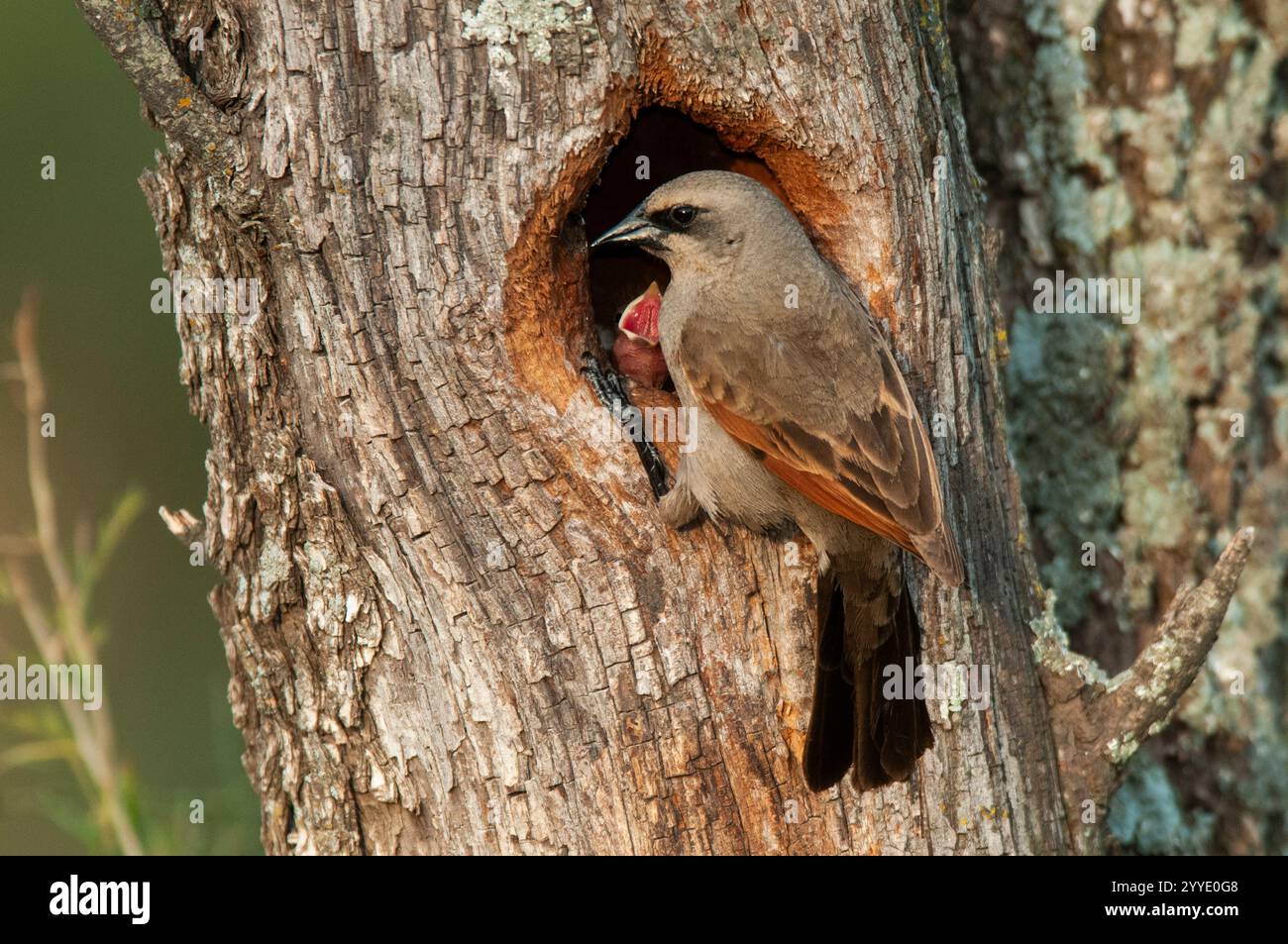 Bay winged Cowbird nesting, in Calden forest environment, La Pampa ...