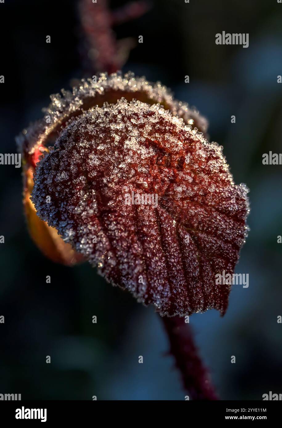 Ice crystals in winter on bracken leaves after heavy frost in Stockhill ...