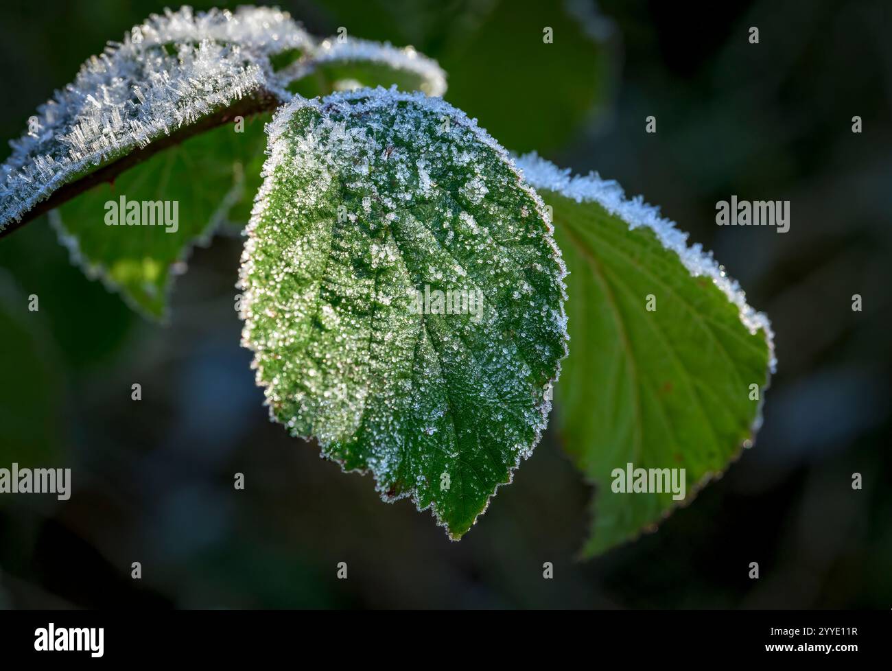Ice crystals in winter on bracken leaves after heavy frost in Stockhill ...