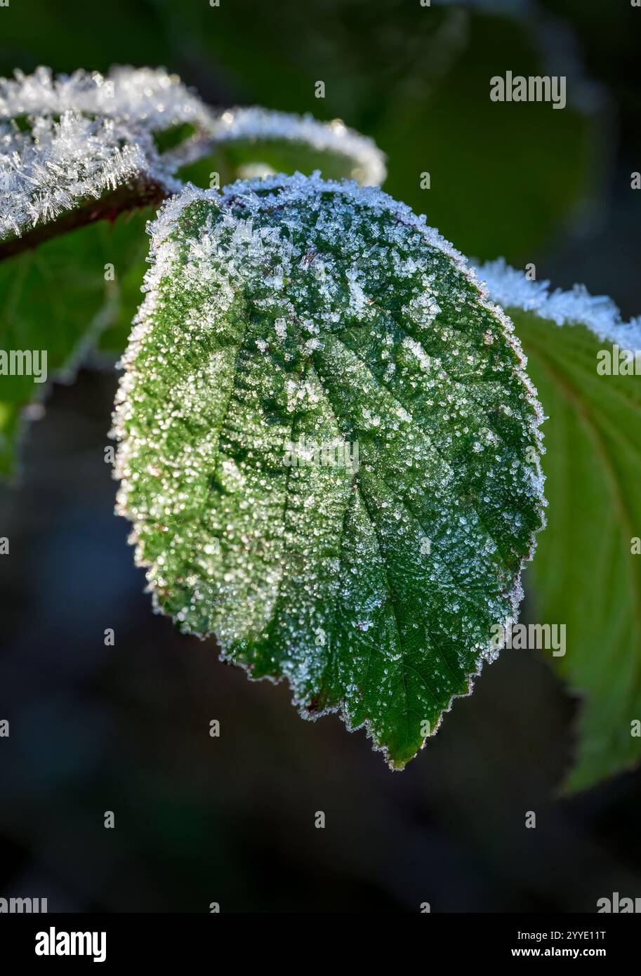 Ice crystals in winter on bracken leaves after heavy frost in Stockhill ...