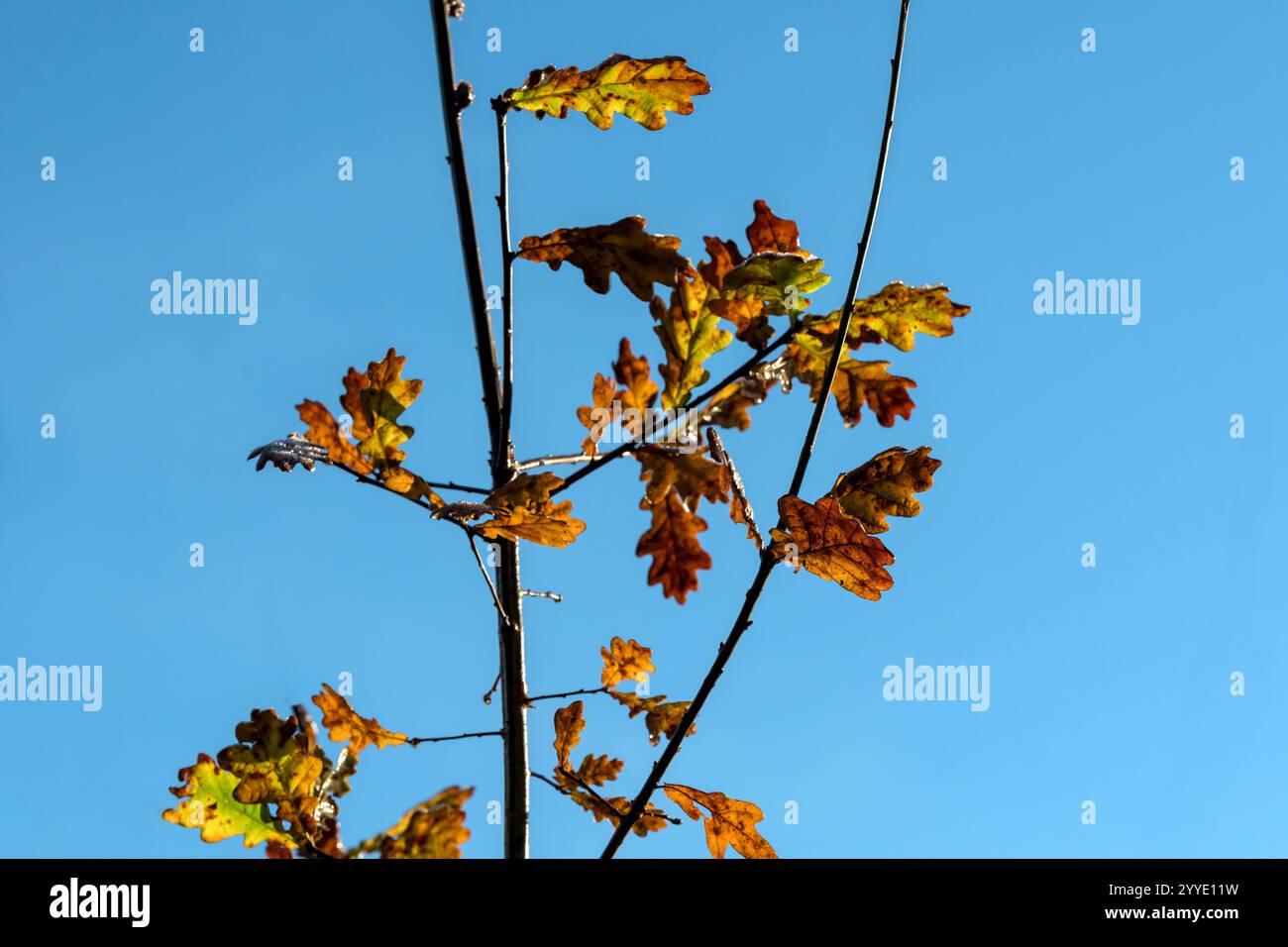 Young oak tree near the end of Autumn with a few leaves still remaining ...