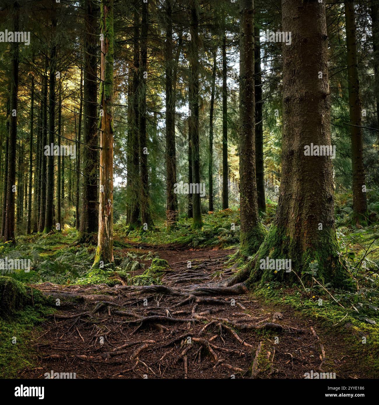 Coniferous and fir tree woodland at Stockhill woods, Somerset with long ...