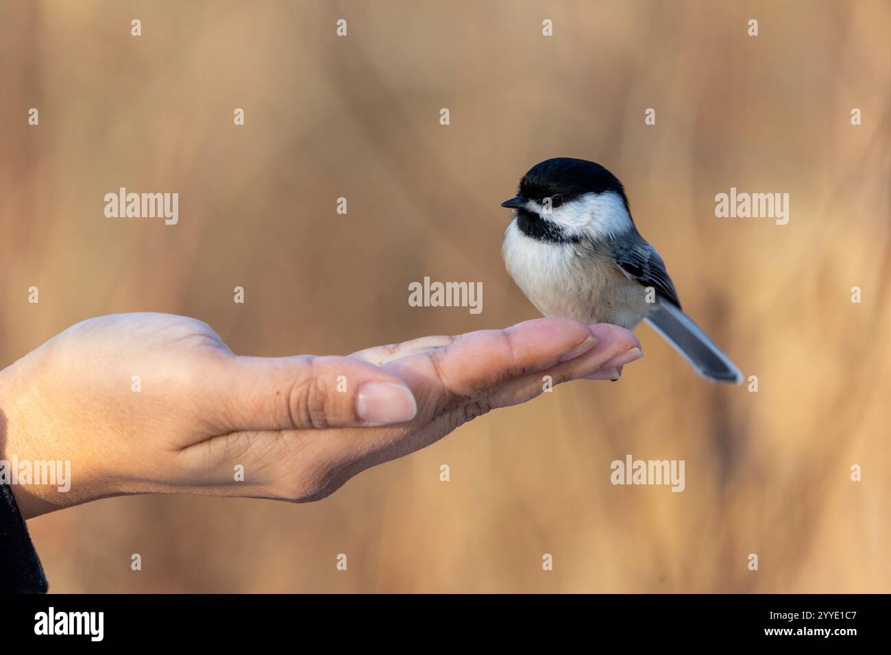 Black capped chickadee eating from a woman's hand Stock Photo - Alamy
