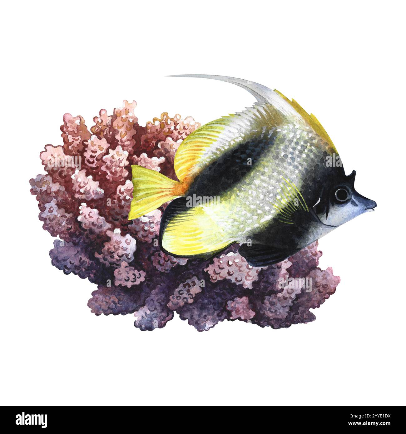 Marine, coral butterfly fish heniochus intermedius. A hand-drawn ...