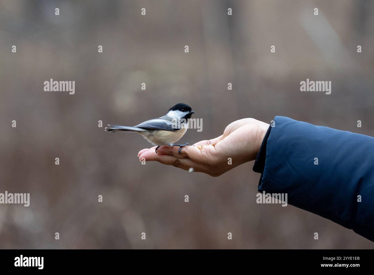 Black capped chickadee eating from a woman's hand Stock Photo - Alamy