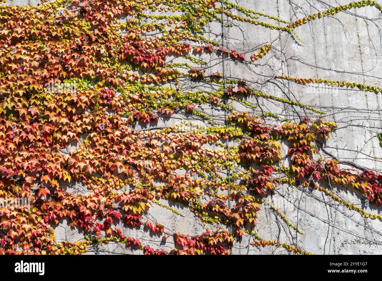 Greenery covered outdoor concrete hi-res stock photography and images ...
