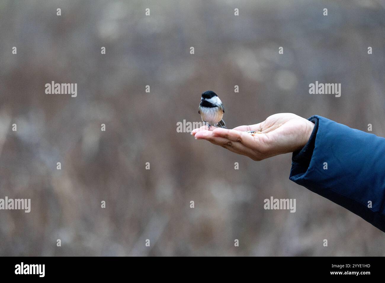 Black capped chickadee eating from a woman's hand Stock Photo - Alamy