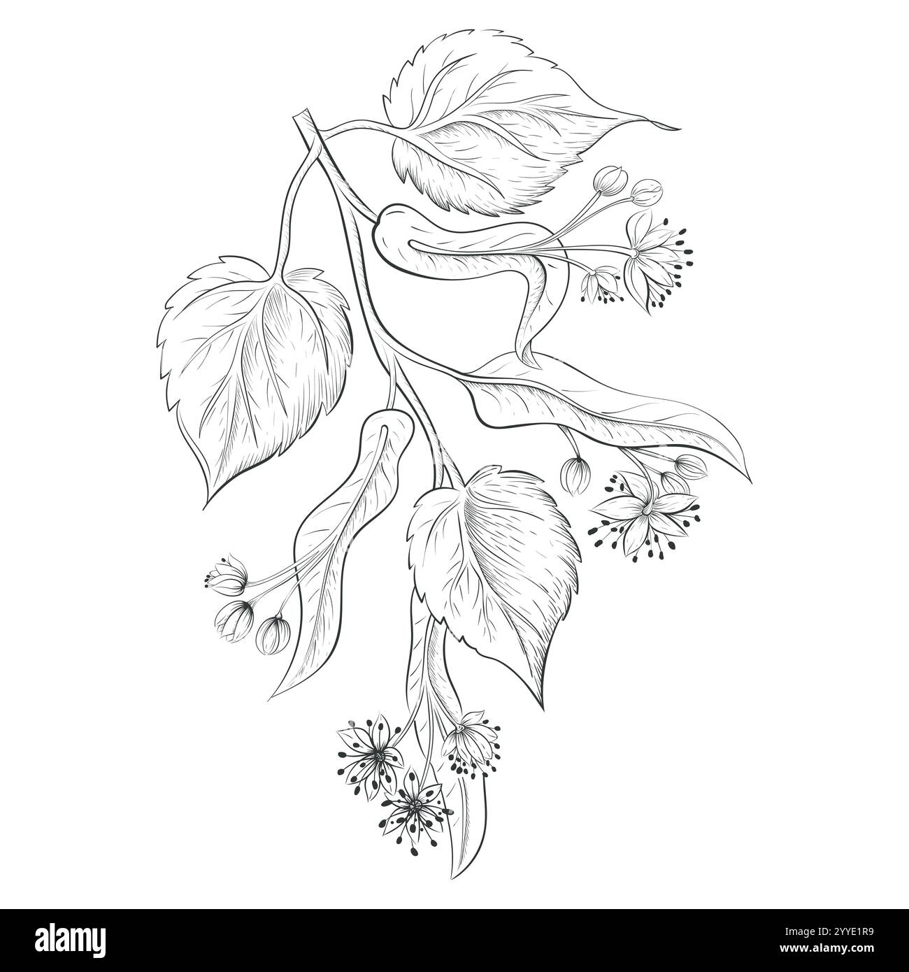 Linden Tree Drawing Linden Tree Images | Free Photos, PNG Stickers,