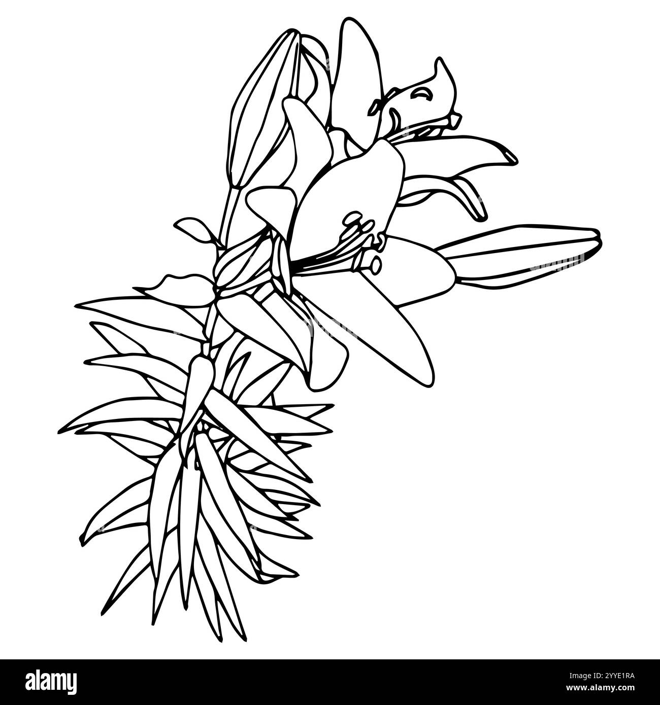 Bouquet of lilies in doodle style. Openwork illustration isolated on white background Stock ...