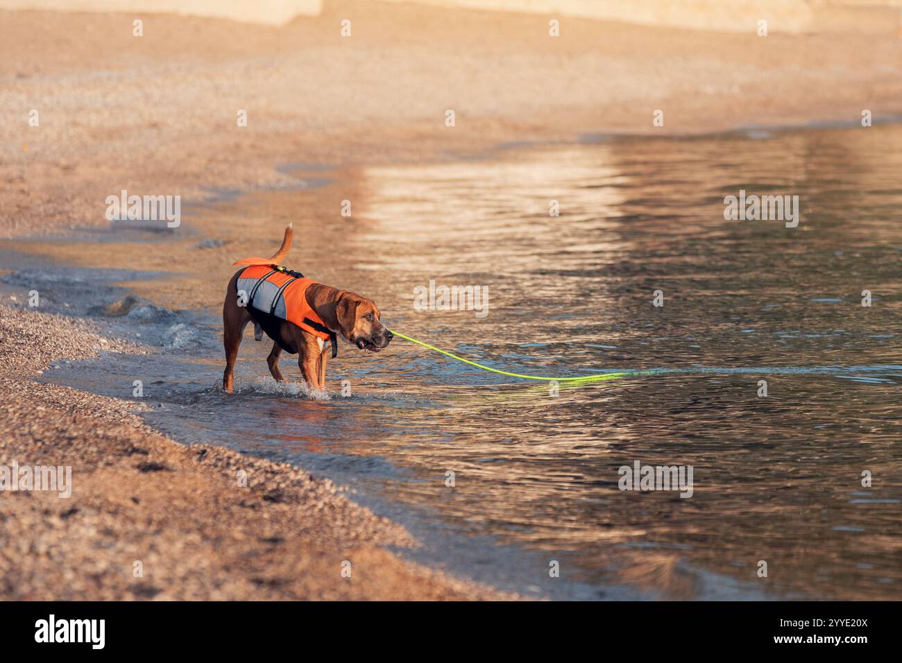 Brown dog wearing orange life jacket pulling a yellow rope in shallow ...