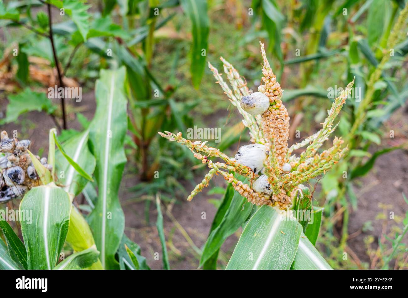 view of Corn smut. Ustilago maydis disease on corn plant in the field ...