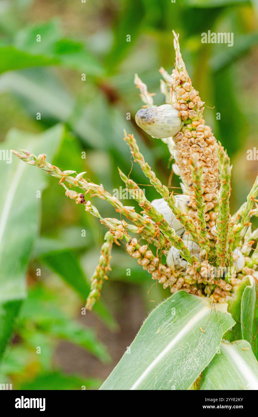 corn cob infected by the corn bunt fungus, ustilago maydis Stock Photo ...