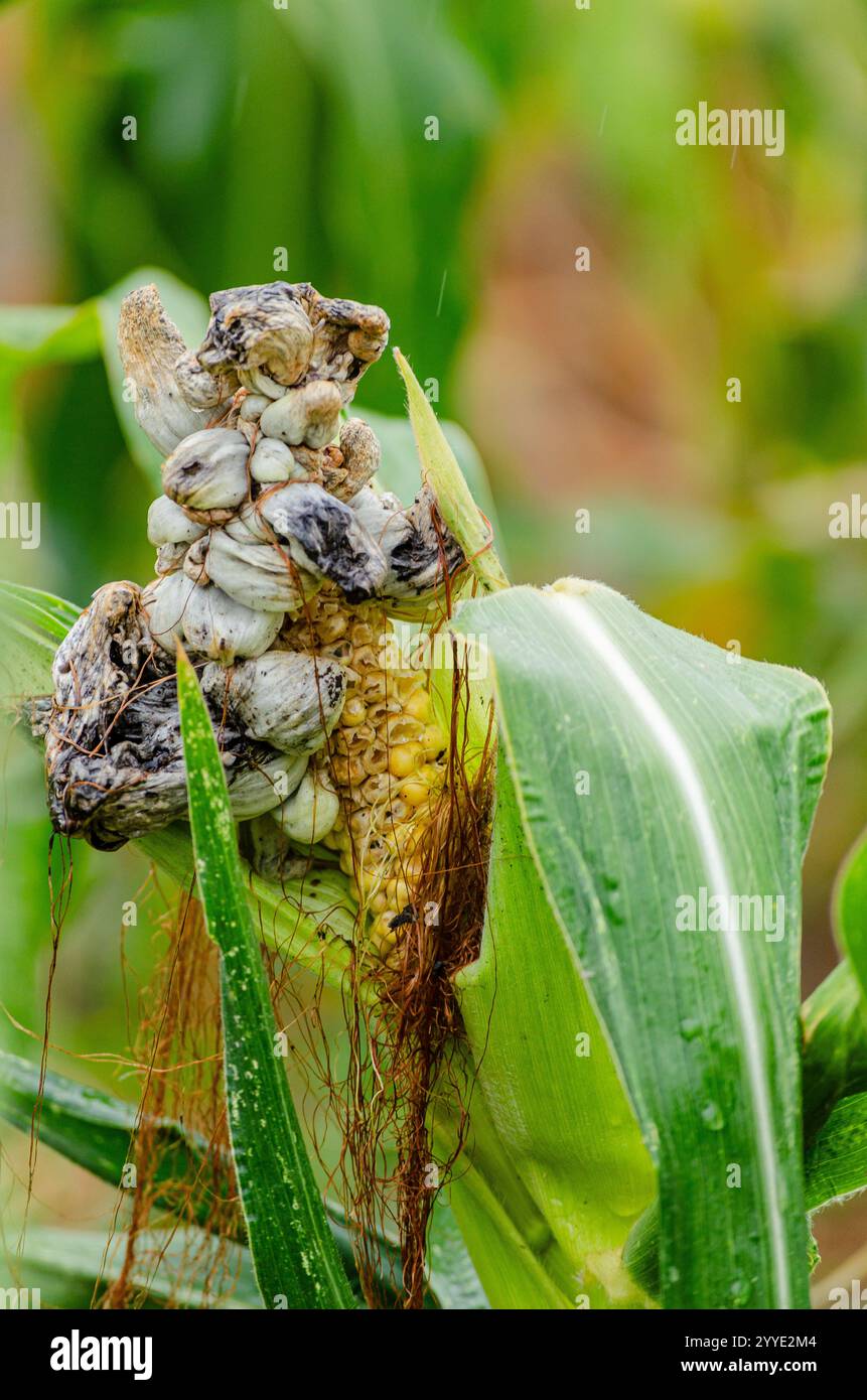 Close up view of a corn smut - plant disease caused by pathogenic ...