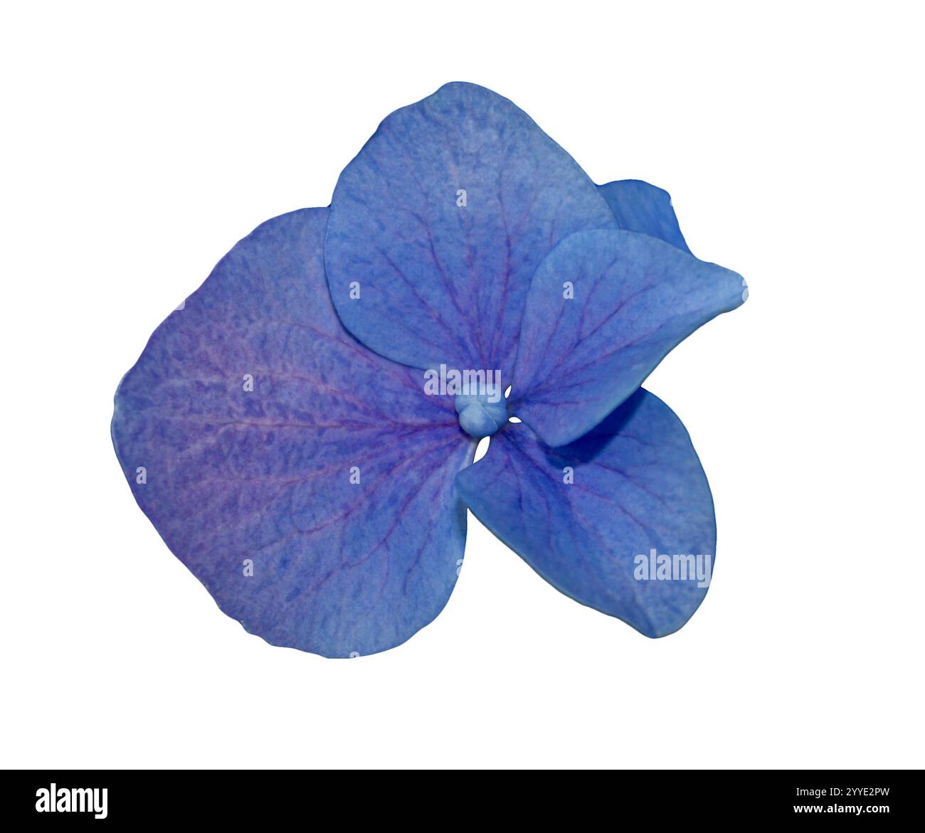 Single Blue Hydrangea flower isolated on white. High magnification ...