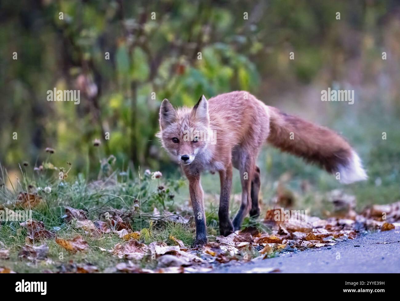 Early morning red fox looking at the camera and walking down a path ...