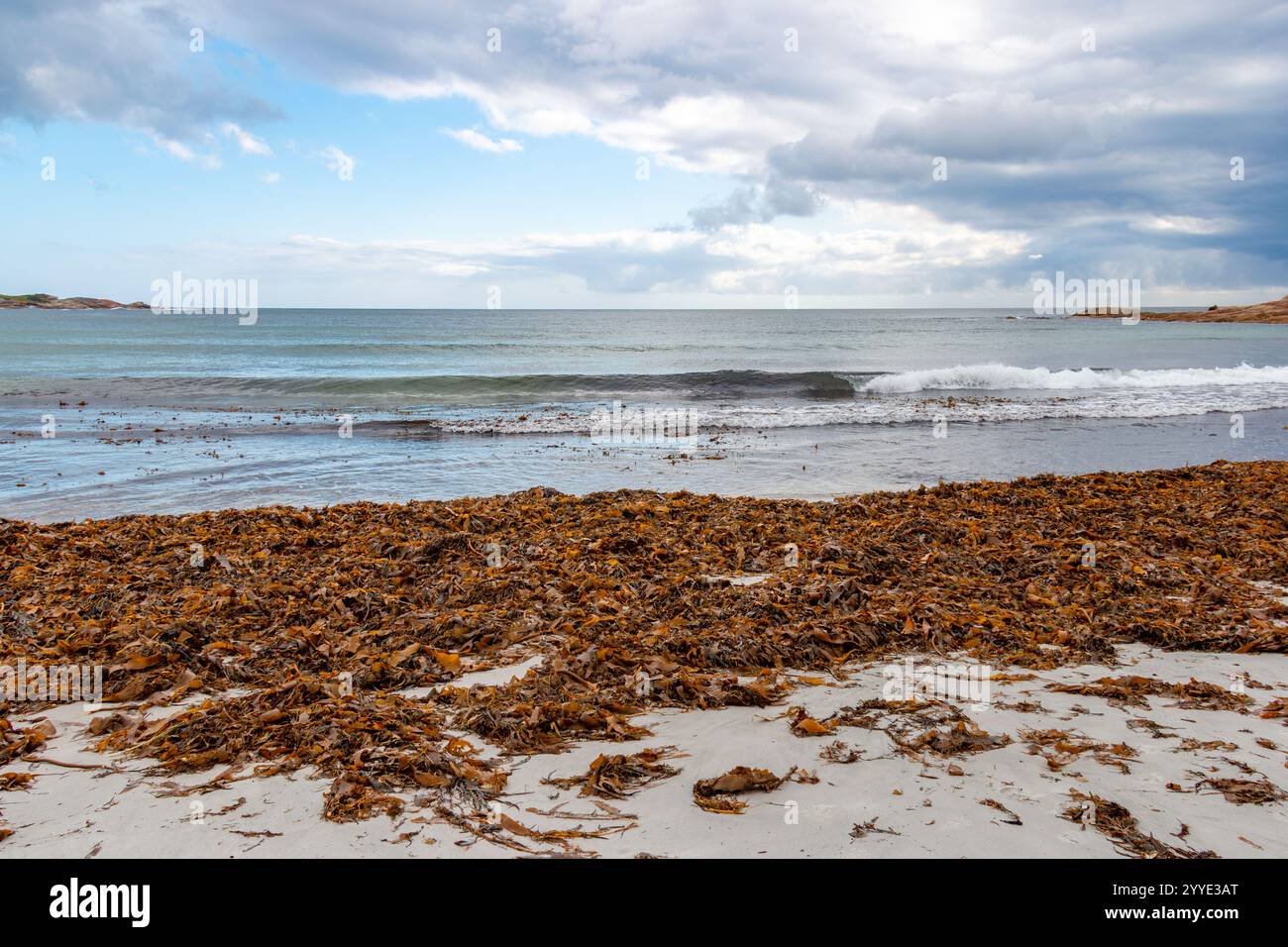 Giant kelp Macrocystis pyrifera washed ashore on red bill beach Bicheno ...
