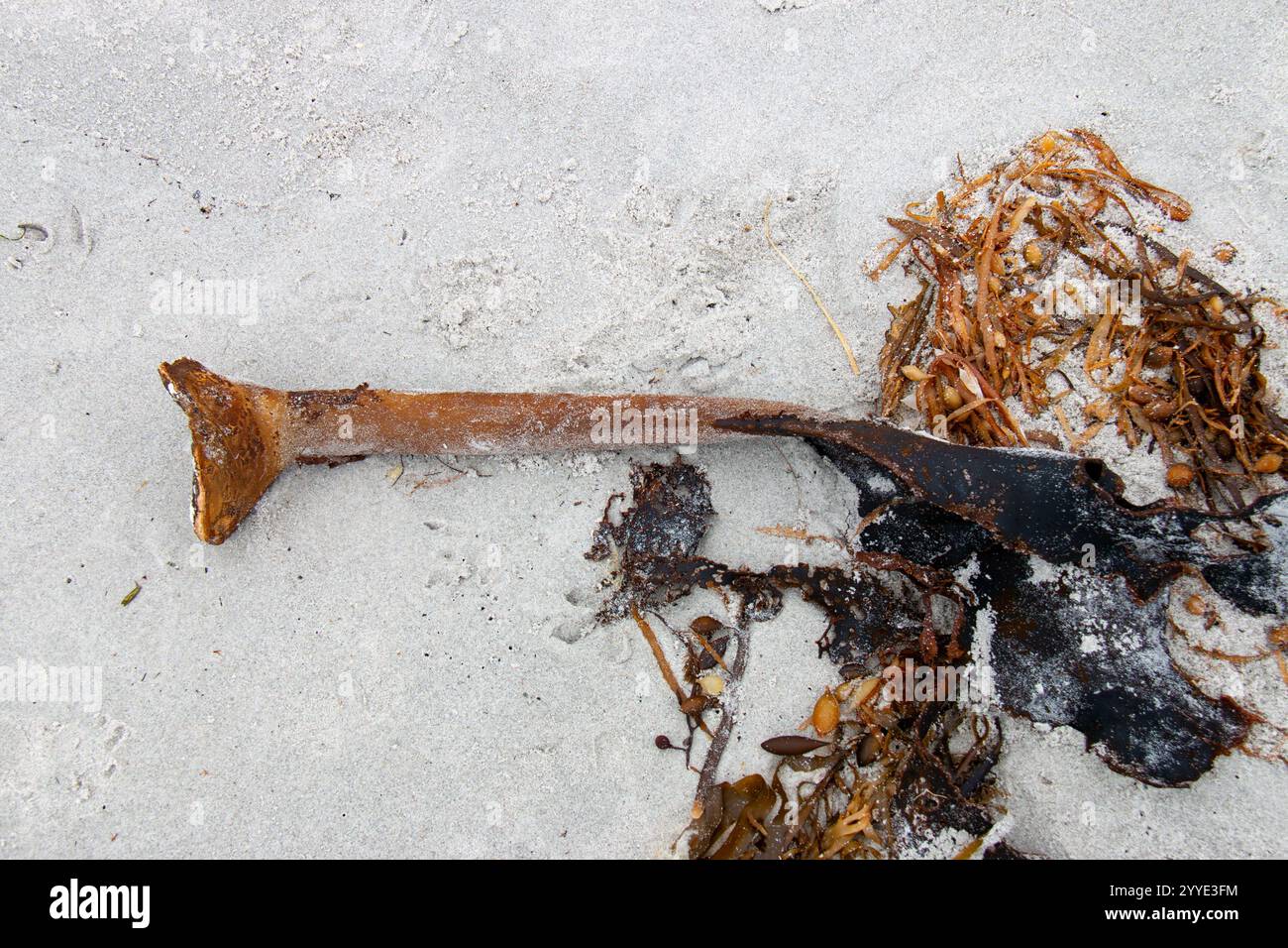 Giant kelp Macrocystis pyrifera washed ashore on red bill beach Bicheno ...