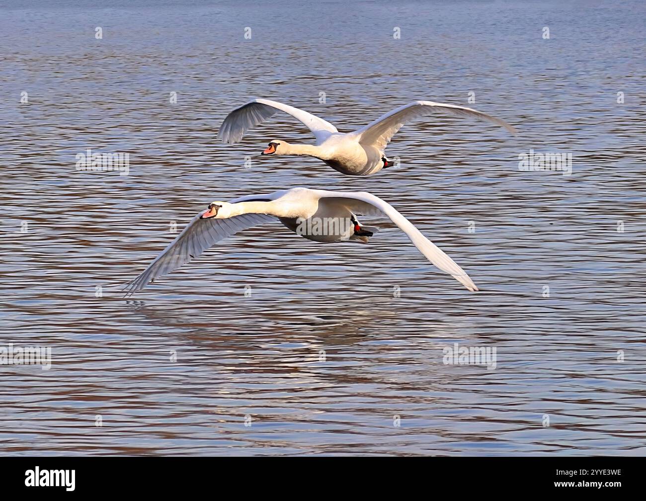 Birds flying low over water hi-res stock photography and images - Alamy