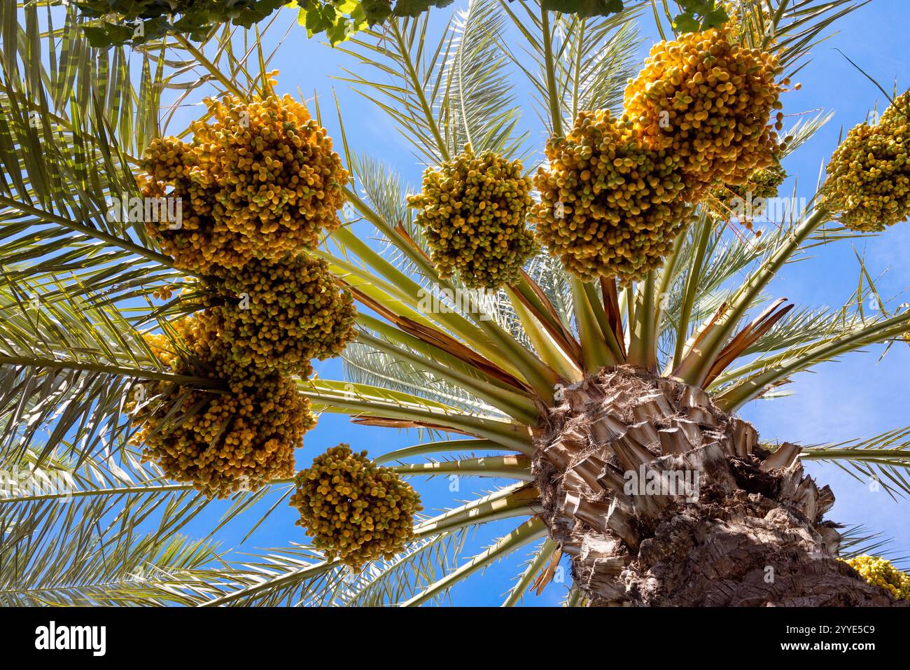 Clusters of dates hanging on a palm tree, viewed from below Stock Photo ...