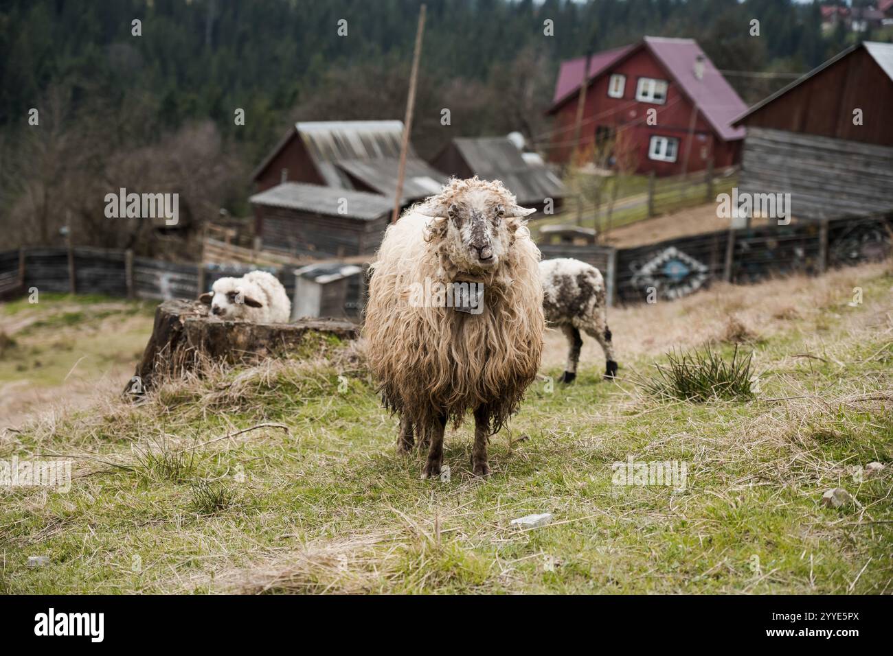 Beautiful sheep farmyard hi-res stock photography and images - Alamy