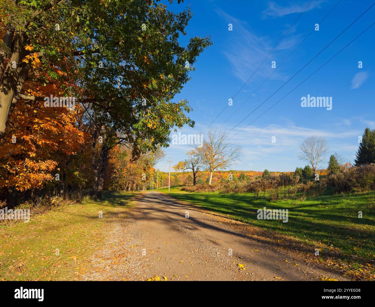 Forest along hillside road hi-res stock photography and images - Alamy