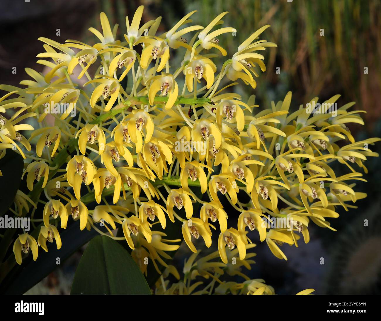 Yellow dendrobium orchid flower hi-res stock photography and images - Alamy