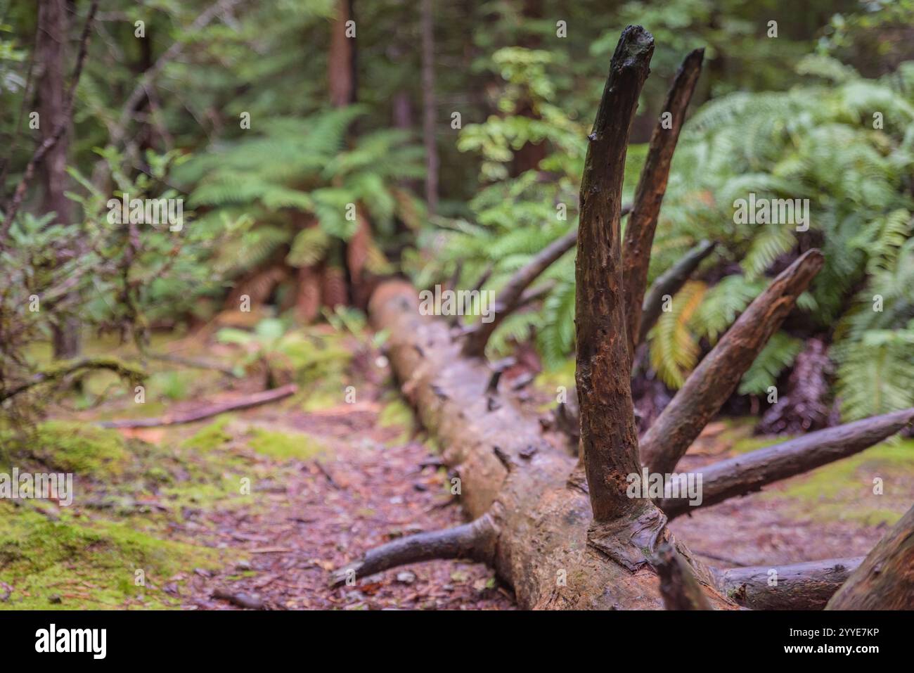 Rainforest in Rotorua with tall trees Stock Photo - Alamy