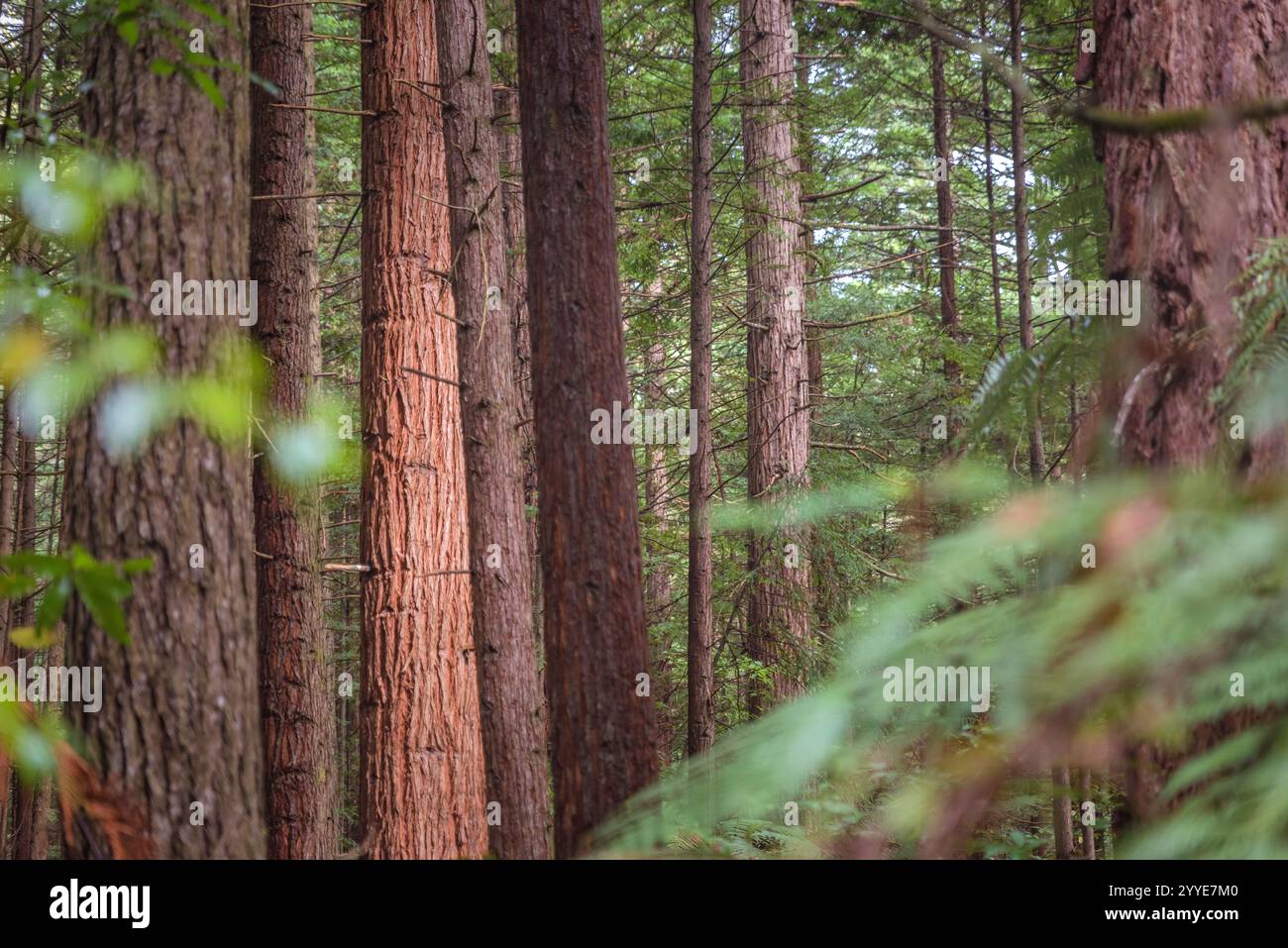 Rainforest in Rotorua with tall trees Stock Photo - Alamy