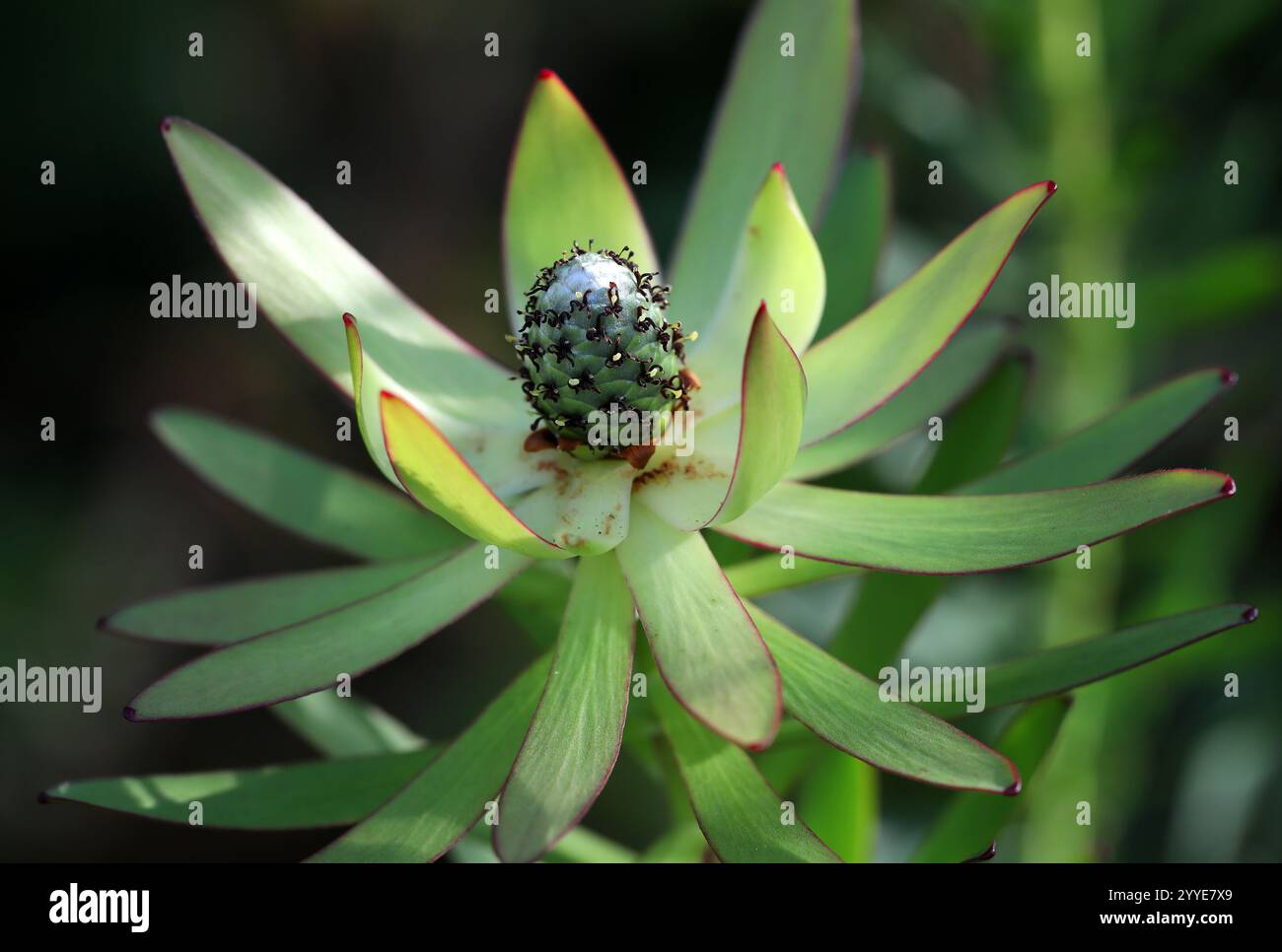 Conebush, Leucadendron "Safari Sunset", Proteaceae. South Africa ...