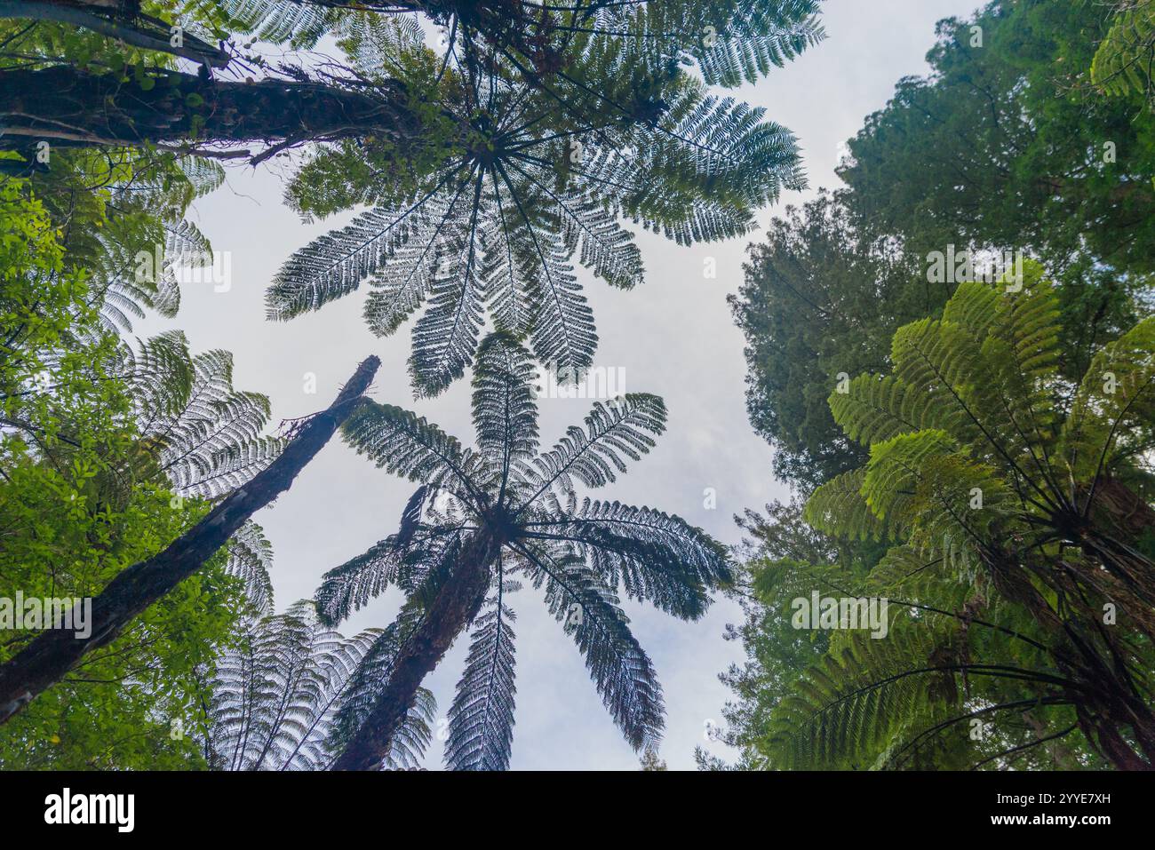 Rainforest in Rotorua with tall trees Stock Photo - Alamy