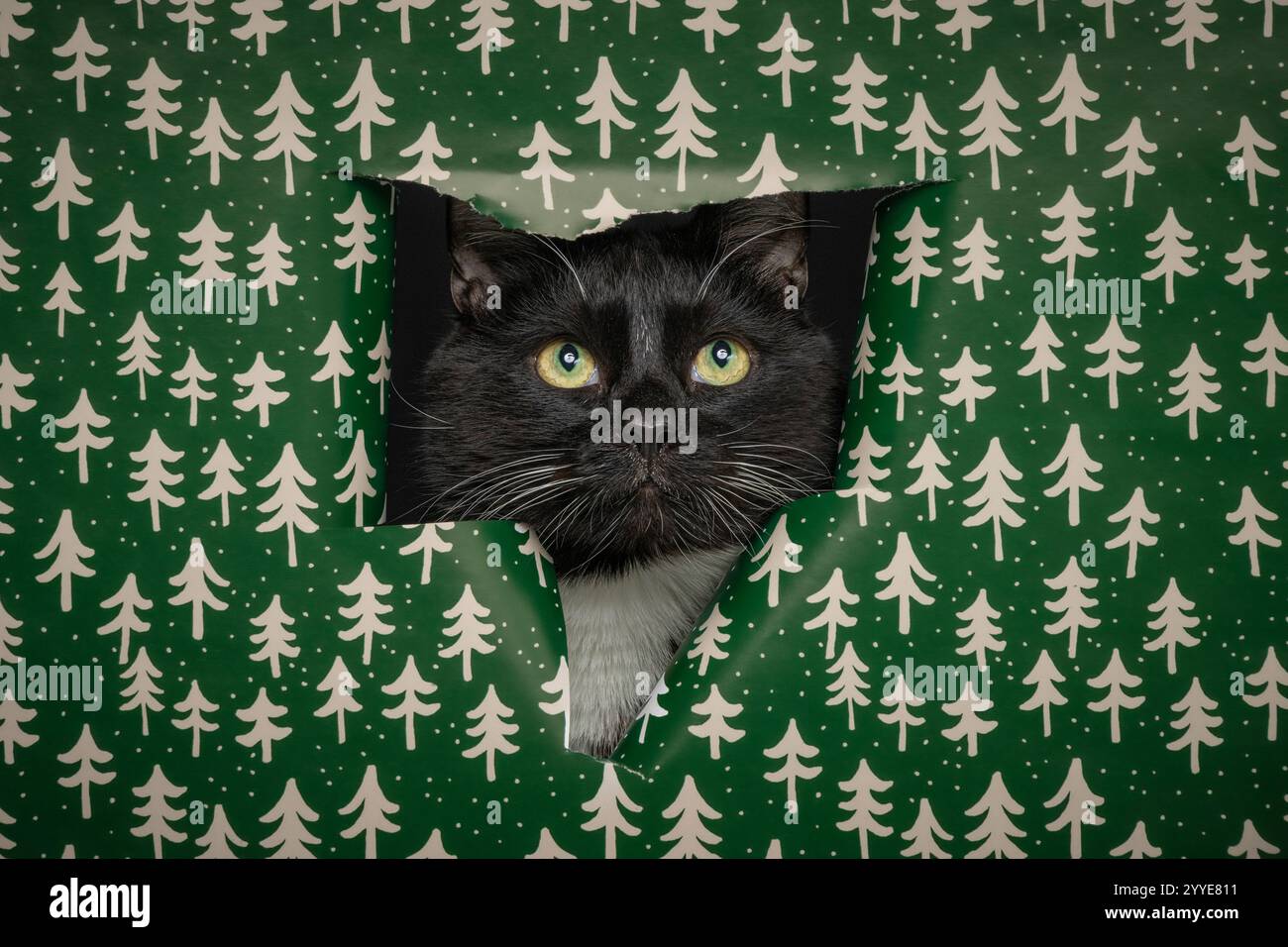 A black and white cat peeking through a hole in bright green wrapping ...