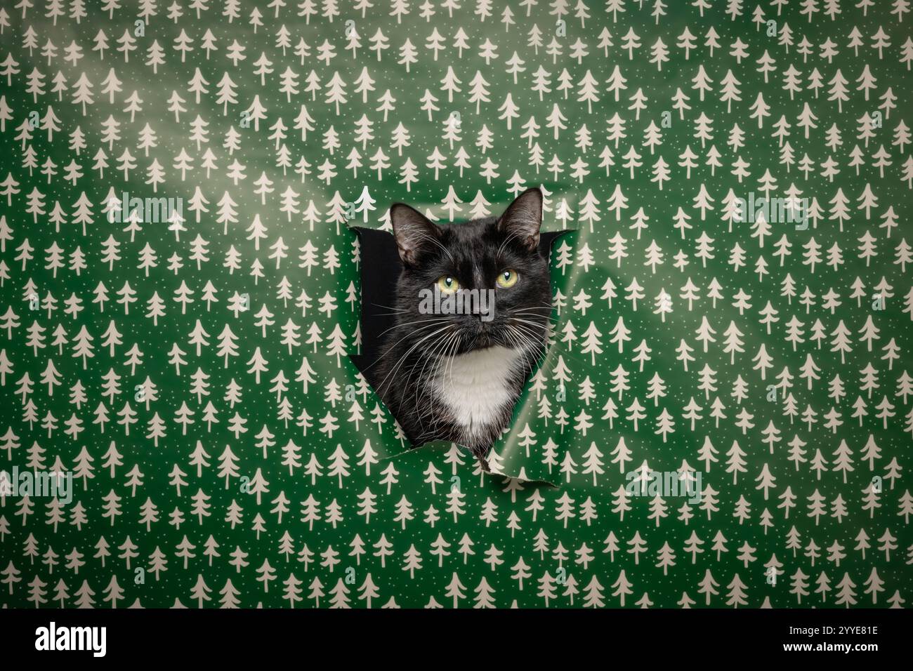 Cat Playing With Wrapping Paper Christmas Cats Gift Wrap | Eco