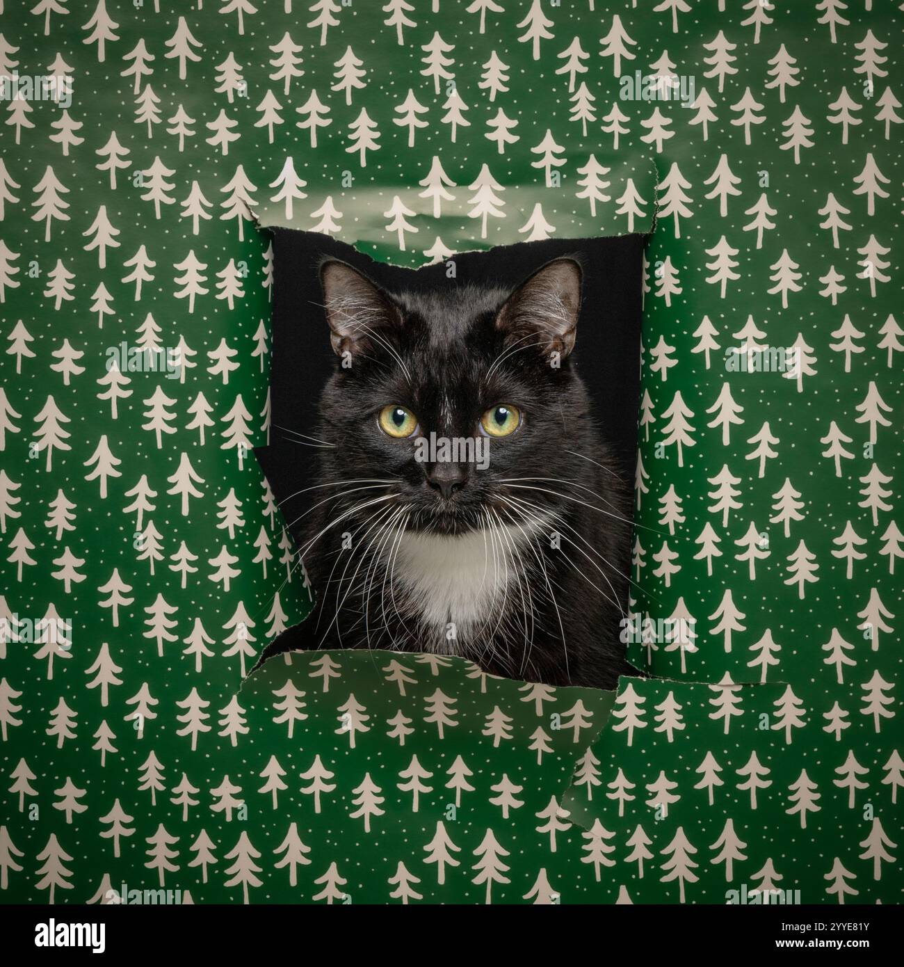 A black and white cat peeking through a hole in bright green wrapping ...