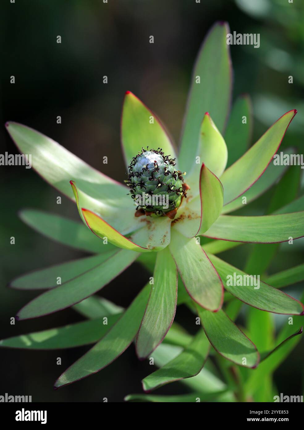 Conebush, Leucadendron "Safari Sunset", Proteaceae. South Africa ...