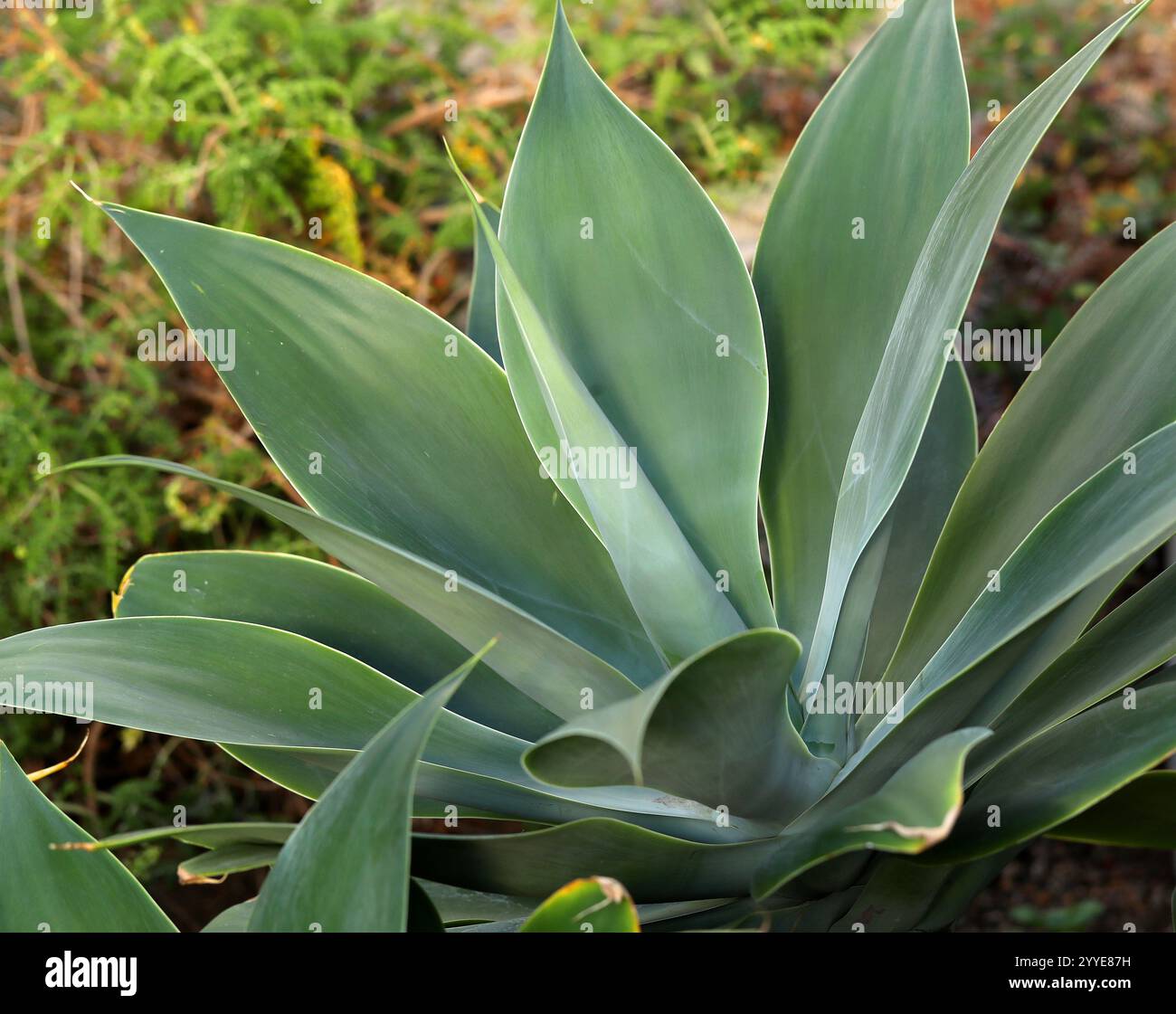 Lion's Tail aka Swan's Neck or Foxtail, Agave attenuata, Asparagaceae ...