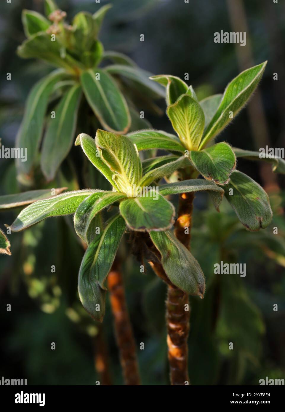 Tree Daisy, Cylindrocline lorencei, Asteraceae. Mauritius, Indian Ocean ...
