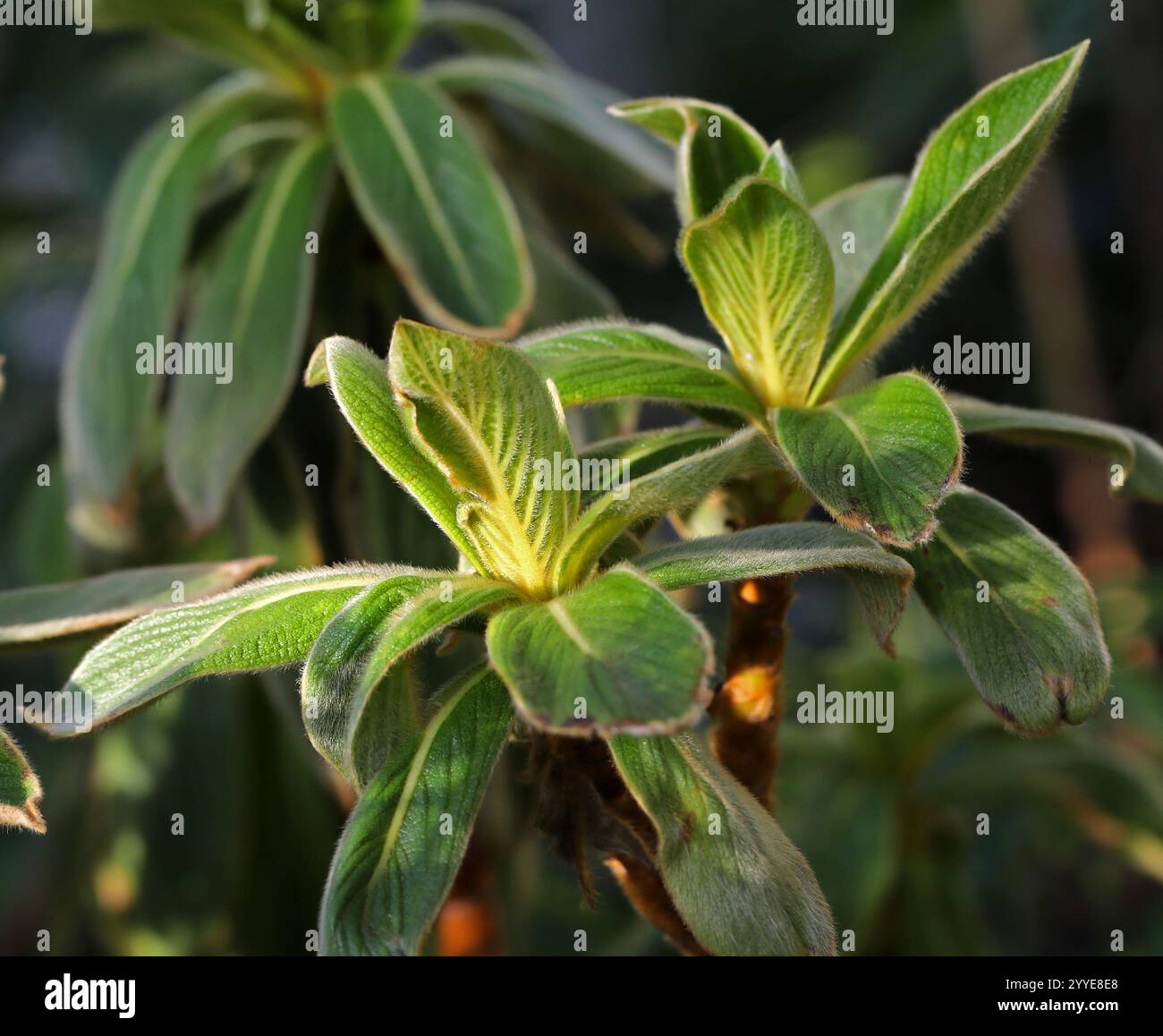 Tree Daisy, Cylindrocline lorencei, Asteraceae. Mauritius, Indian Ocean ...