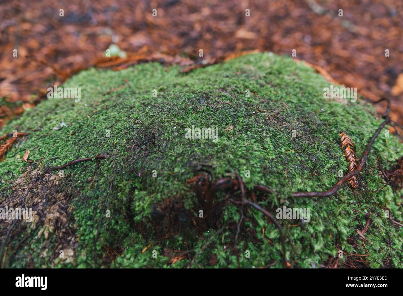Rainforest in Rotorua with tall trees Stock Photo - Alamy