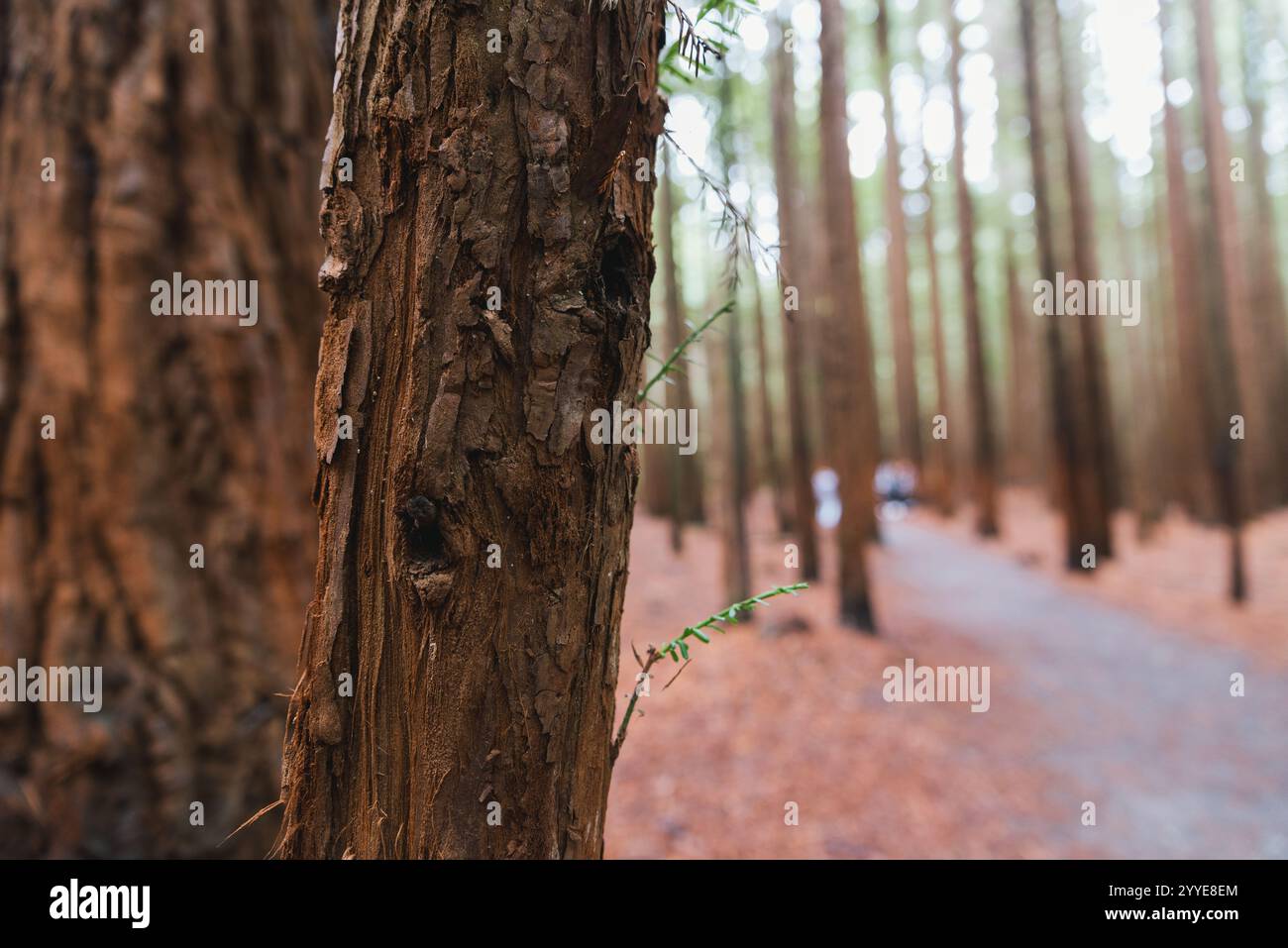 Rainforest in Rotorua with tall trees Stock Photo - Alamy