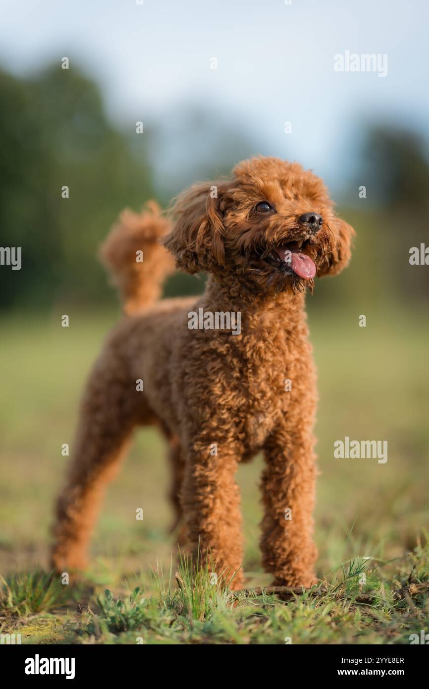 A rbrown toy poodle dog with its tongue sticking out. Happy toy poodle ...